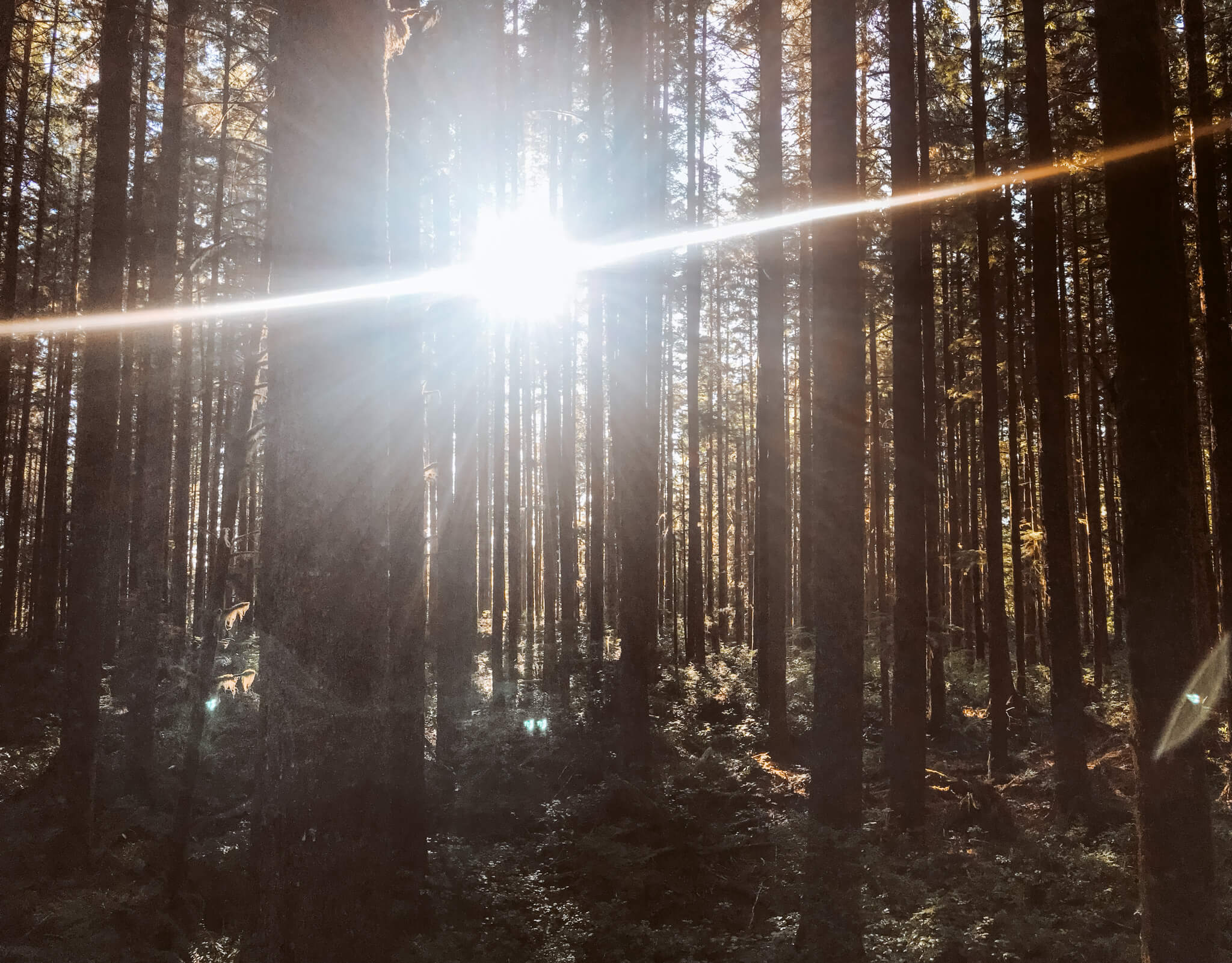 Golden Sun Meditation for Emotional Strength - Moon Wandering